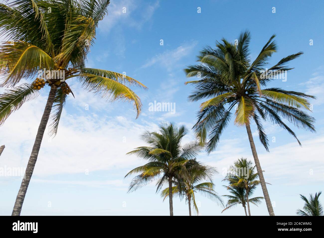 Coconut trees in Cuba Stock Photo - Alamy
