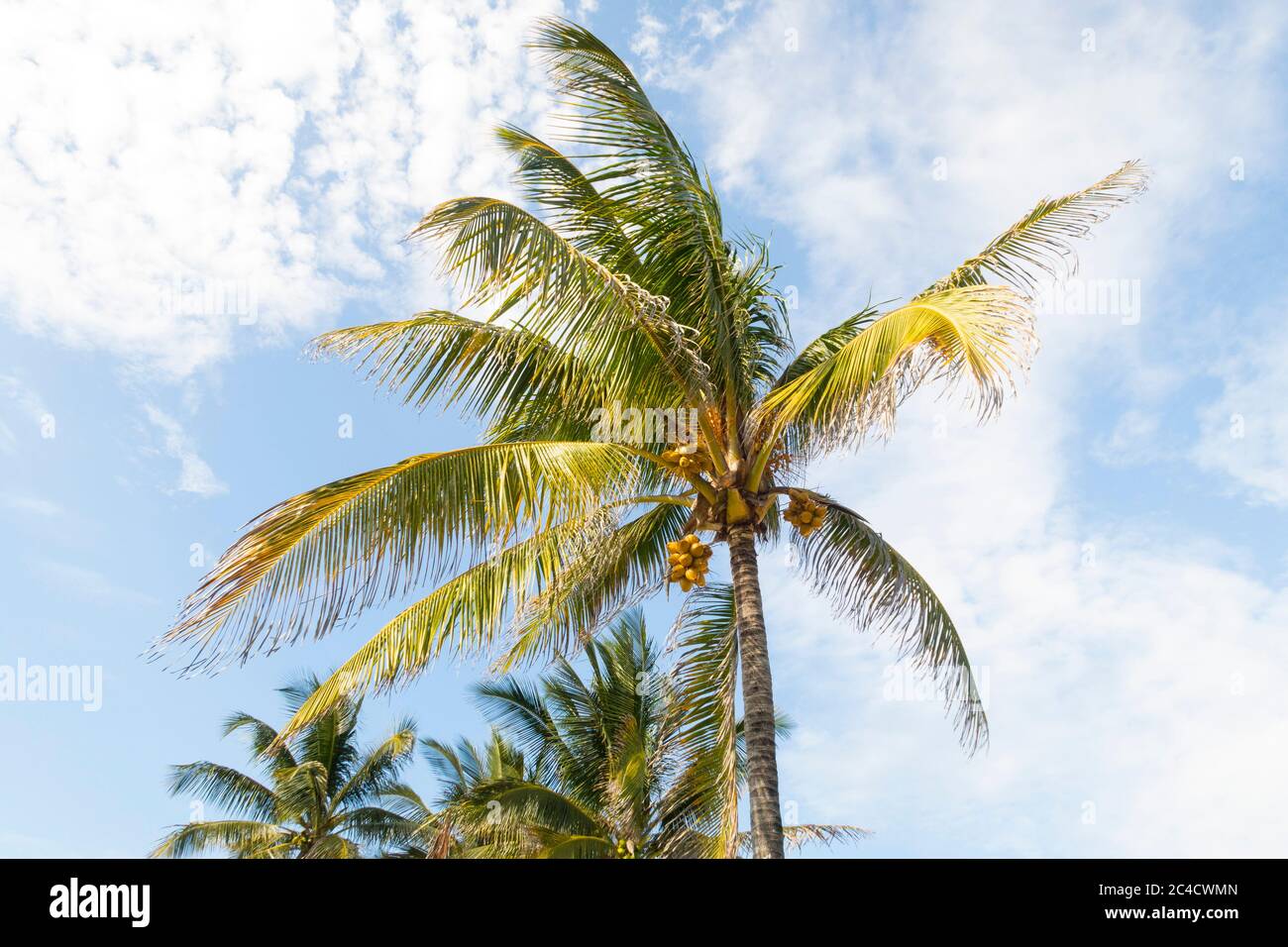 Coconut trees in Cuba Stock Photo - Alamy