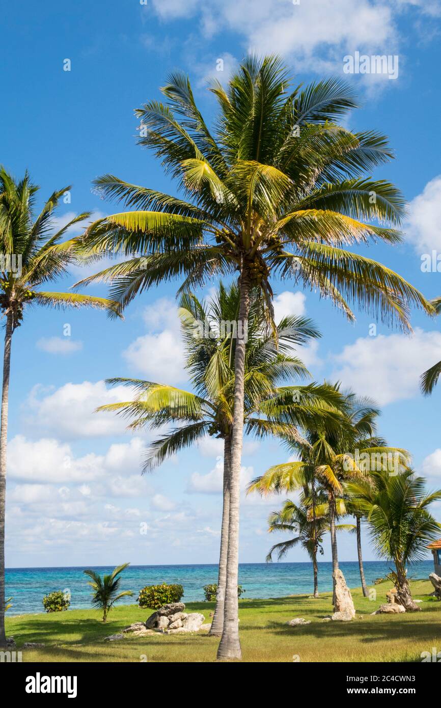 Cuban trees hi-res stock photography and images - Alamy