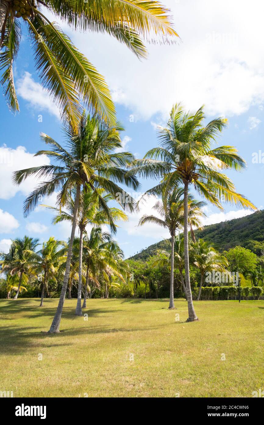 Coconut trees in Cuba Stock Photo - Alamy