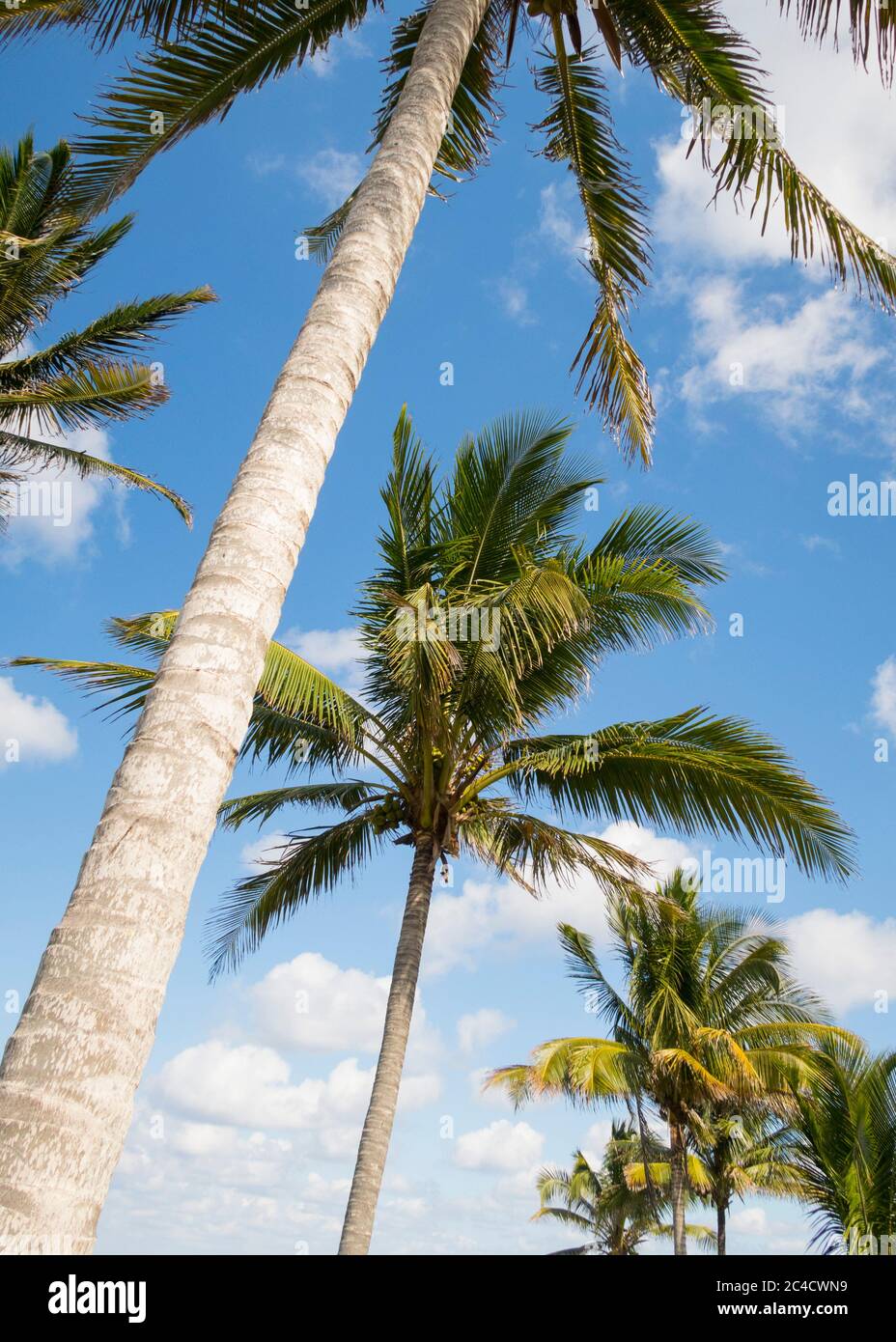 Cuba trees hi-res stock photography and images - Alamy