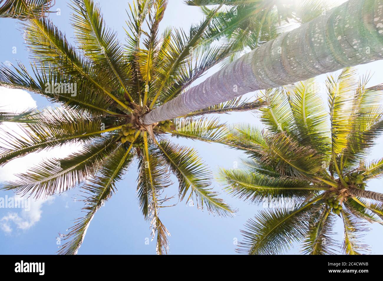Coconut trees in Cuba Stock Photo - Alamy
