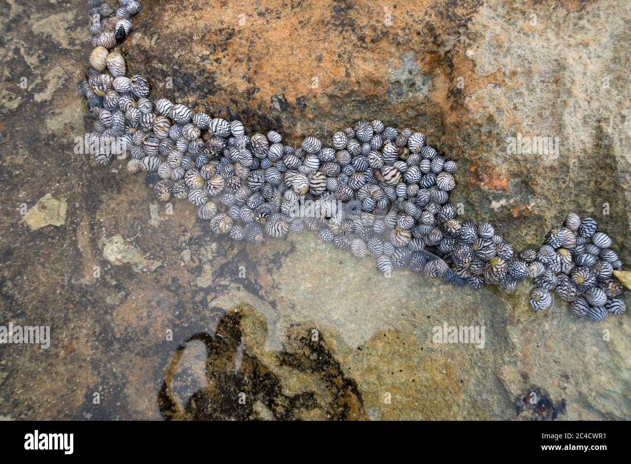 Sea shells in cuba hi-res stock photography and images - Alamy