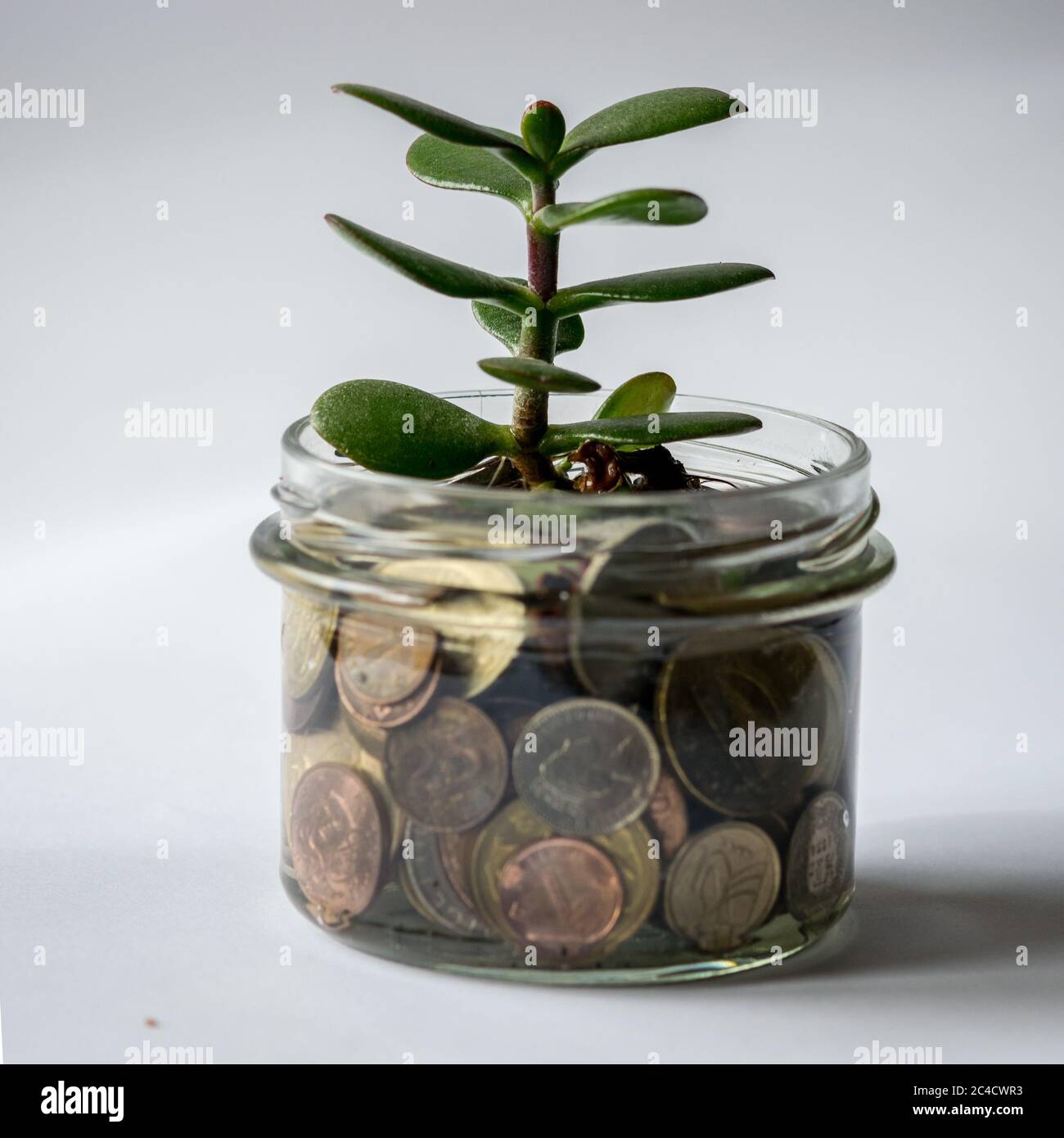 photo of a glass jar with money and a money tree in it, plant growing ...