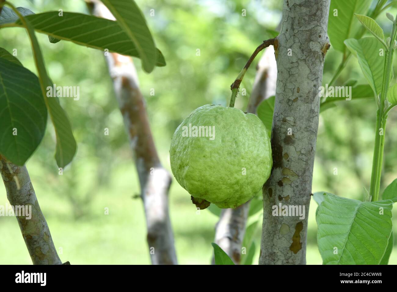 Organic guava fruit. Green guava fruit hanging on tree in agriculture ...