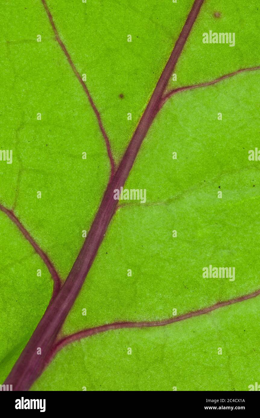 A close up of the details and patterns of the veins in a chard leaf ...