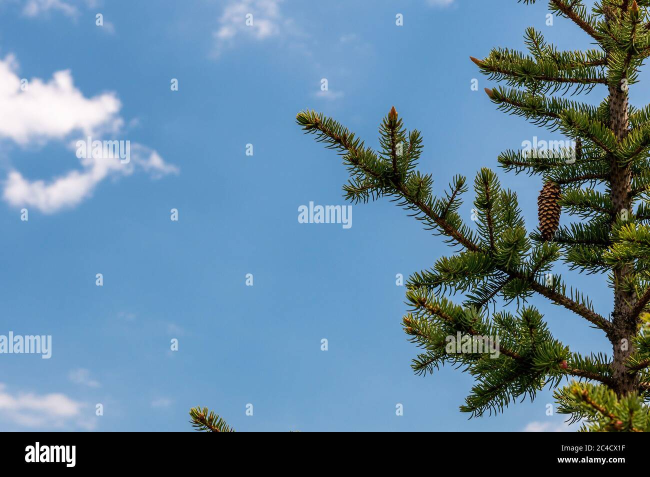 Close up pine branch texture hi-res stock photography and images - Alamy