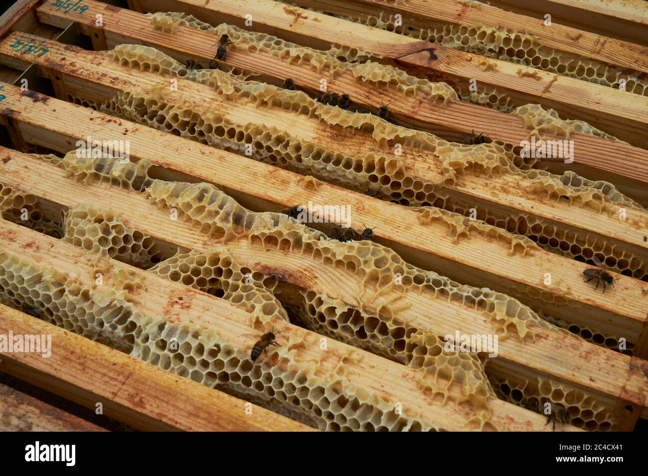 Close up on bees inside hi-res stock photography and images - Alamy