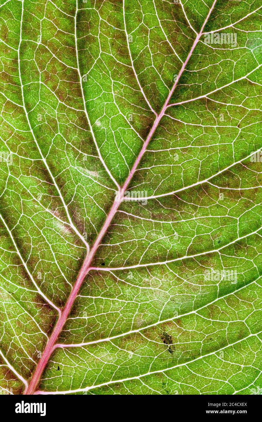 Fuchsia patterns hi-res stock photography and images - Alamy