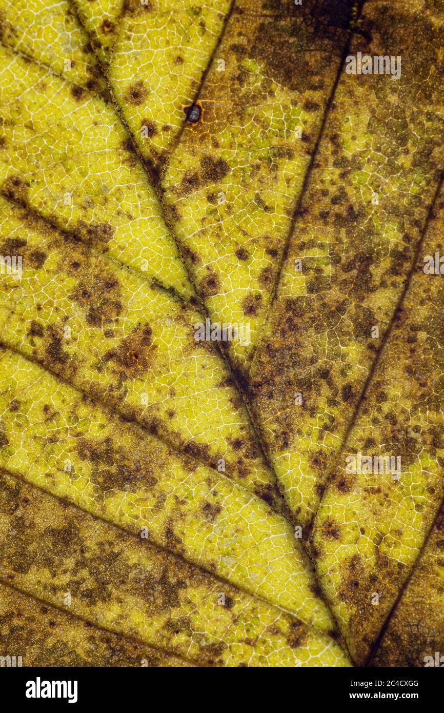 A close up of the details and patterns of the veins in a hazel leaf ...