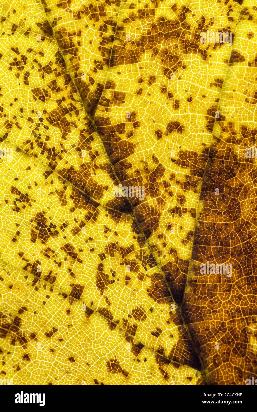 A close up of the details and patterns of the veins in a hazel leaf ...