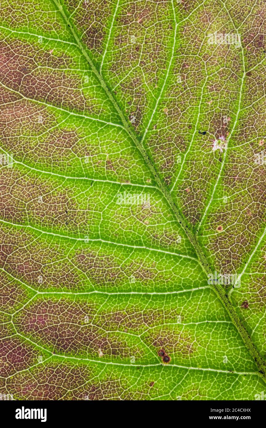 A close up of the details and patterns of the veins in an early autumn ...
