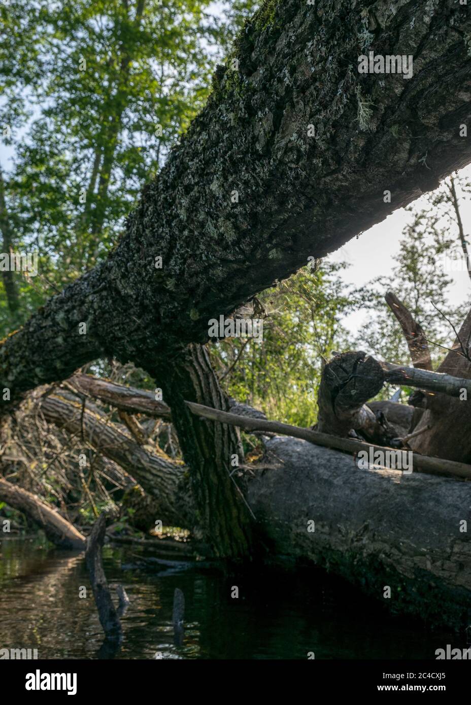 Forest river landscape, sup board on fallen trees, overcoming various ...