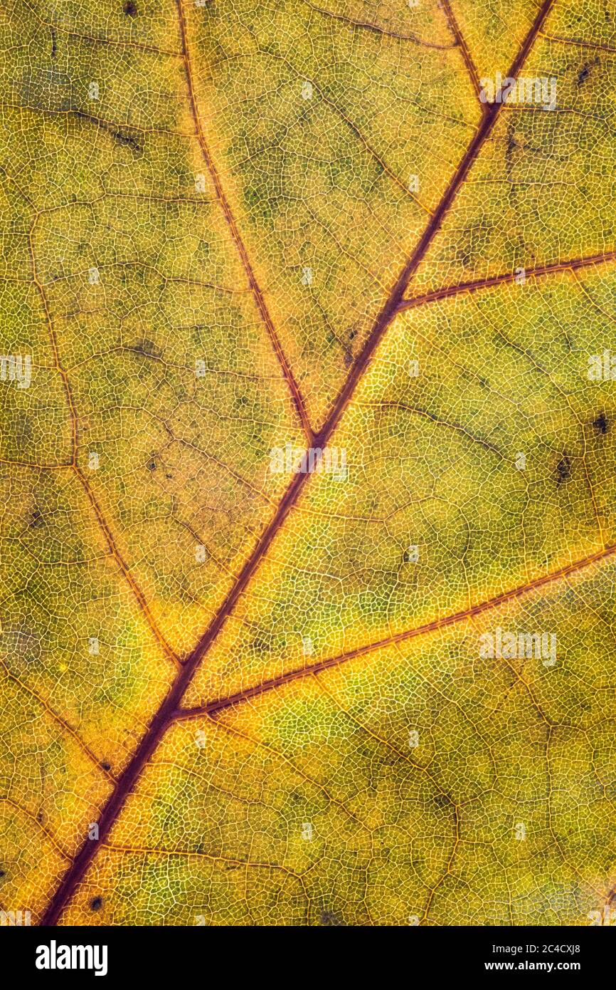A close up of the details and patterns of the veins in a london plane ...
