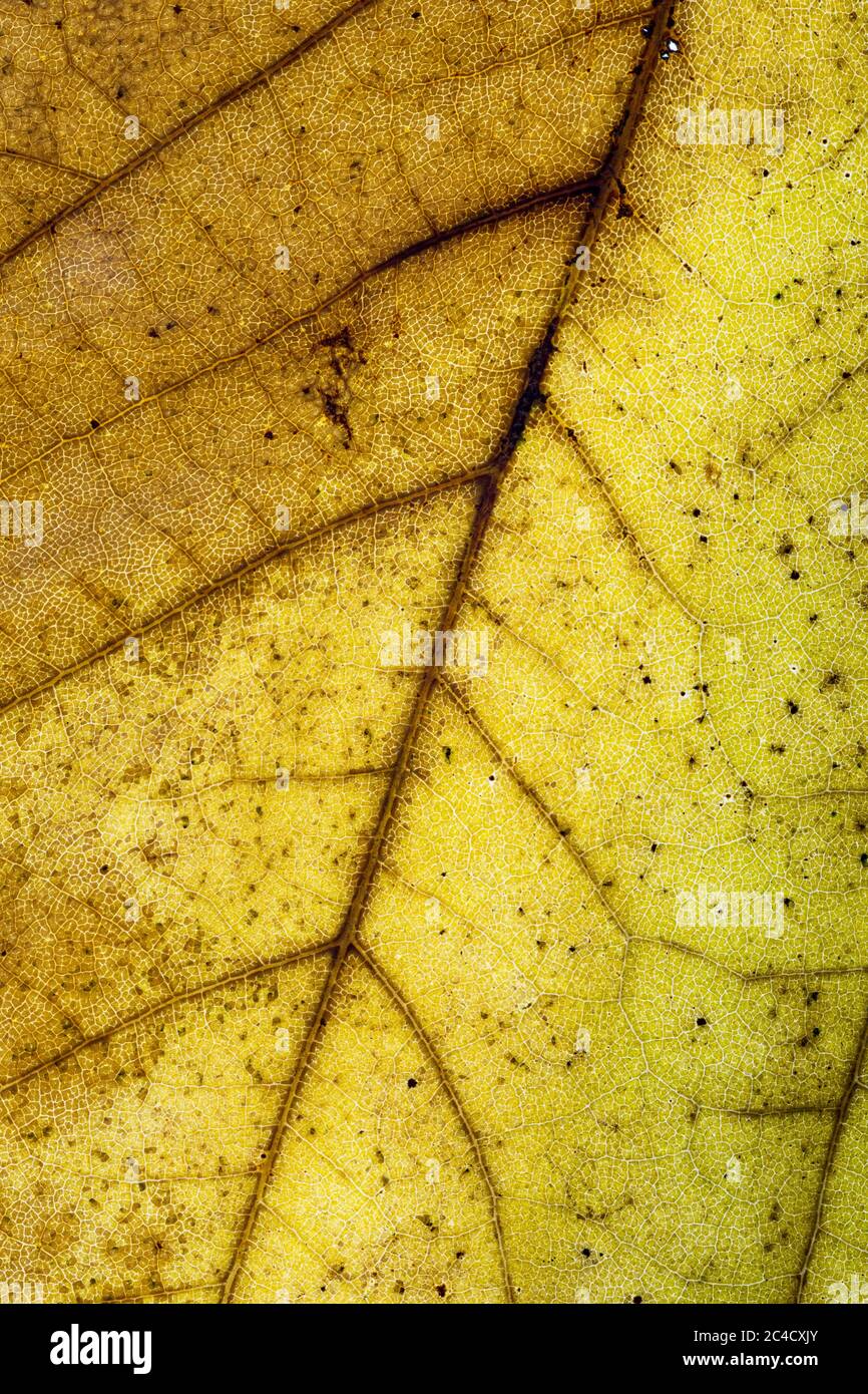 A close up of the details and patterns of the veins in a london plane ...