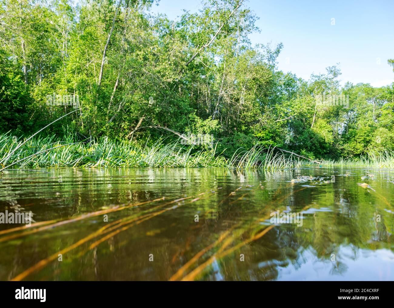 green summer landscape with a small forest river, low river calm ...