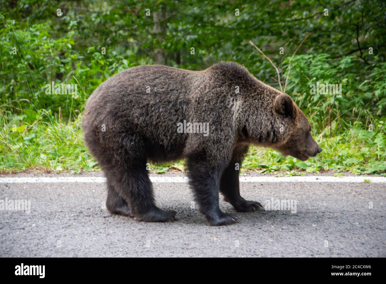 Big male bear standing hi-res stock photography and images - Alamy