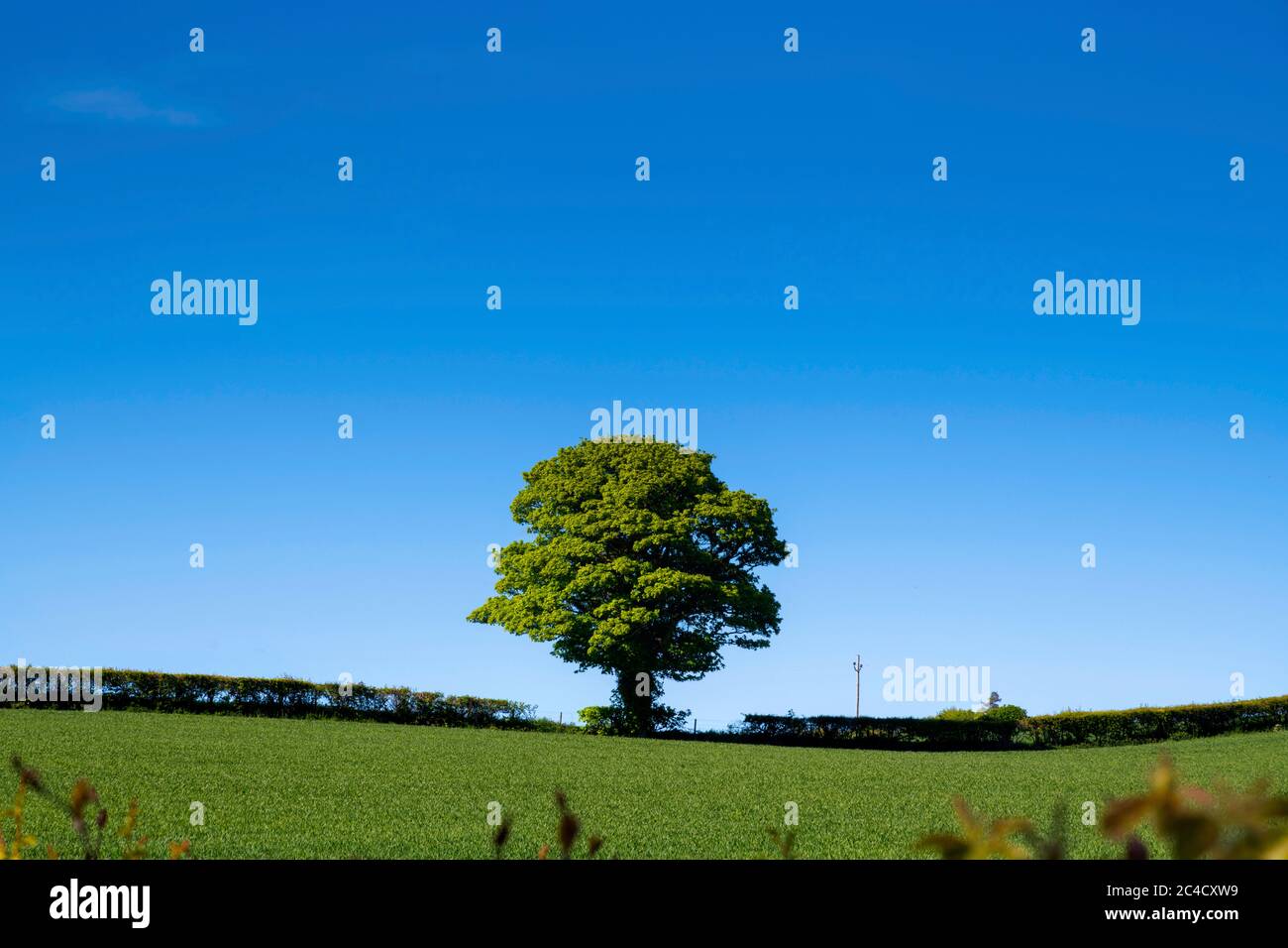 Tree in a field in full leaf Stock Photo - Alamy