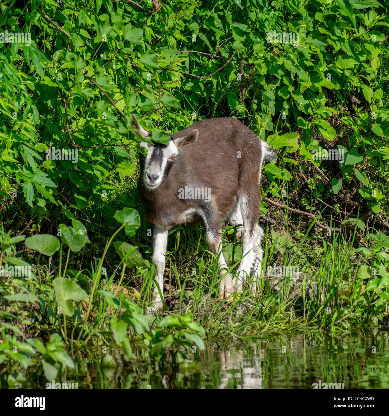green summer landscape with a small goat on the river bank, a goat ...