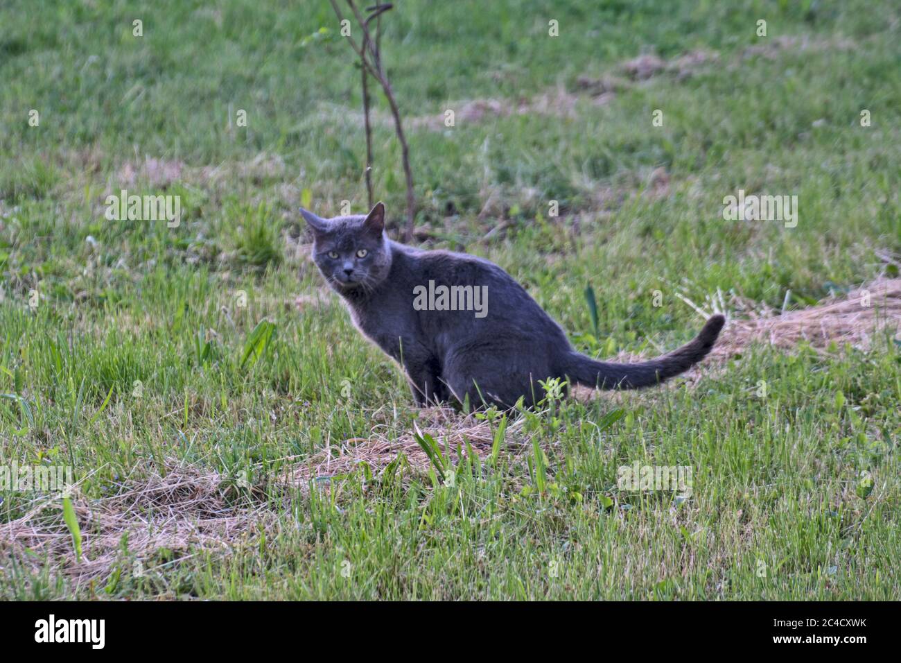 Beautiful big black cat in the field carried out their obligations ...