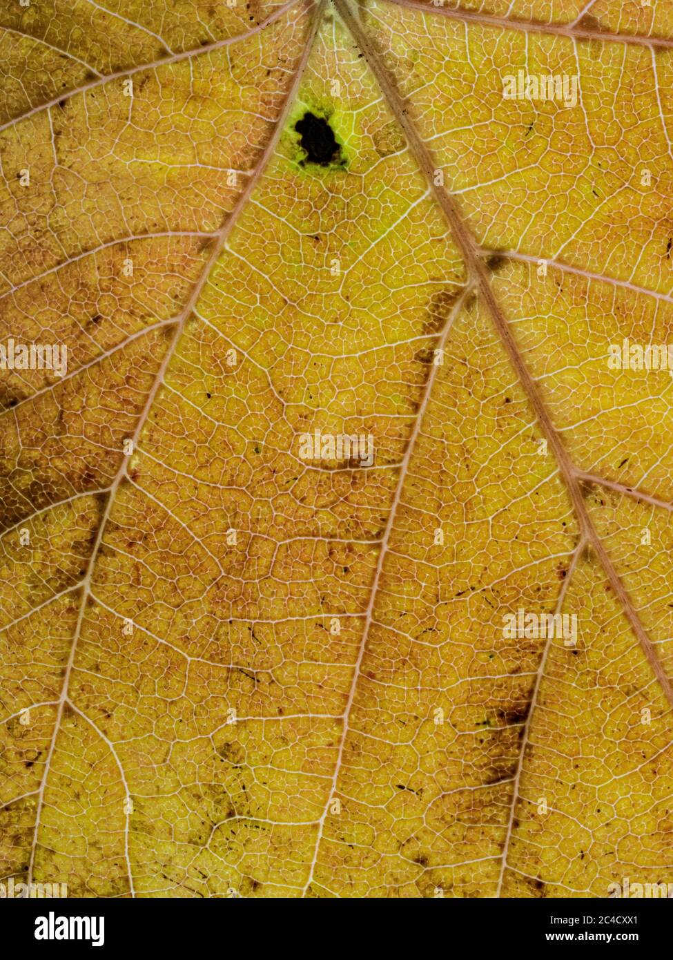 A close up of the details and patterns of the veins in a Snakebark ...