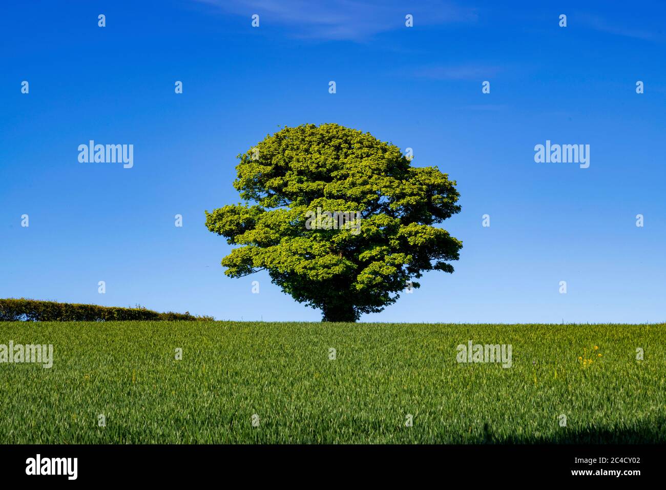 Tree in a field in full leaf Stock Photo - Alamy