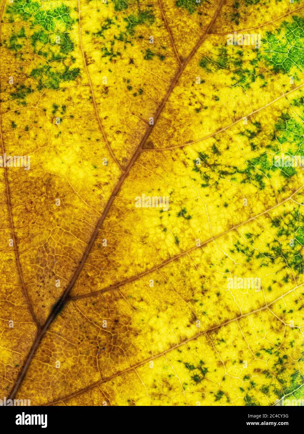 A close up of the details and patterns of the veins in a Snakebark ...