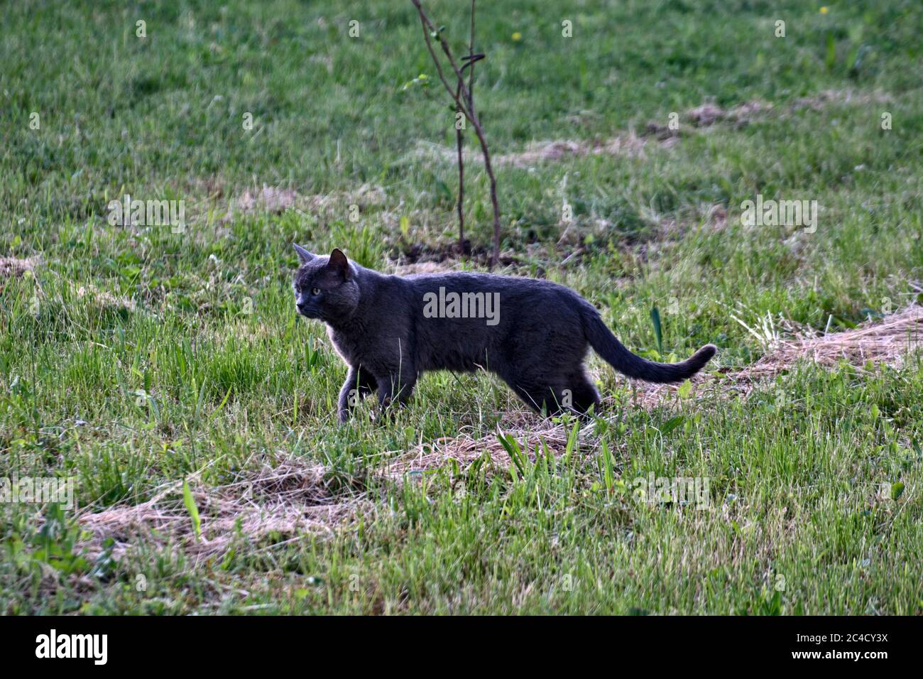 Big black cat hi-res stock photography and images - Alamy