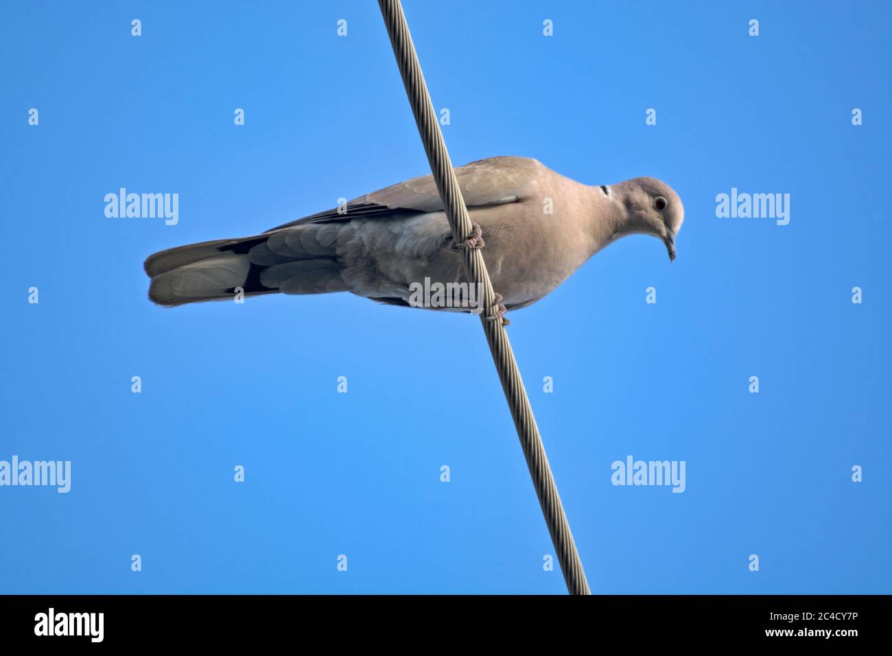 A lone dove stands on an electric wire and observes the surroundings ...
