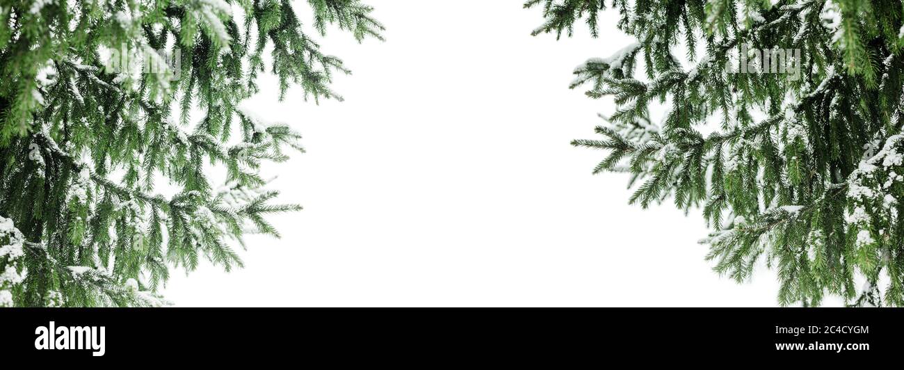 Green fir branches covered by snow border white background isolated ...