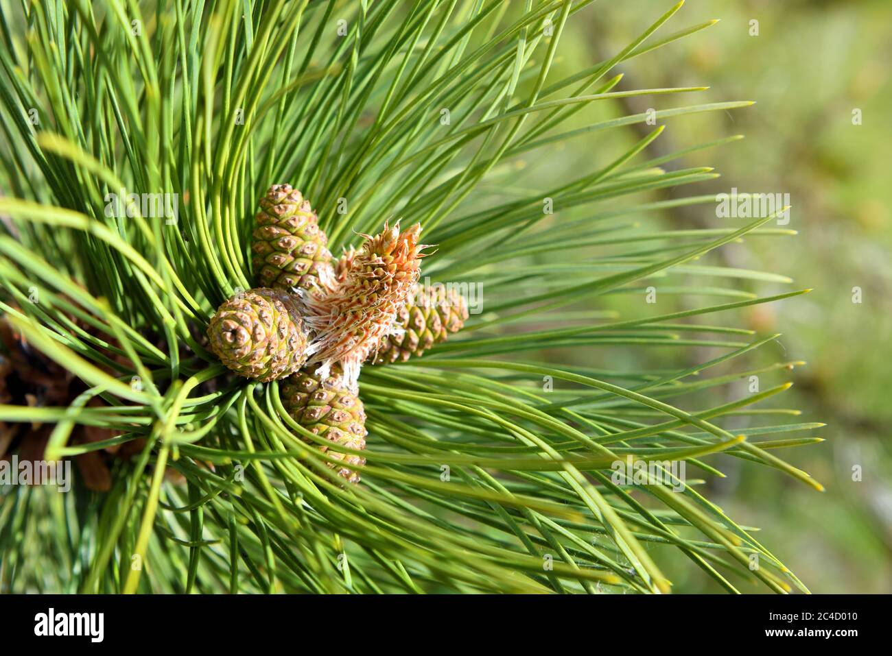 The new spring shoots of evergreen tree Pine (Pinus Sylvestris) with ...