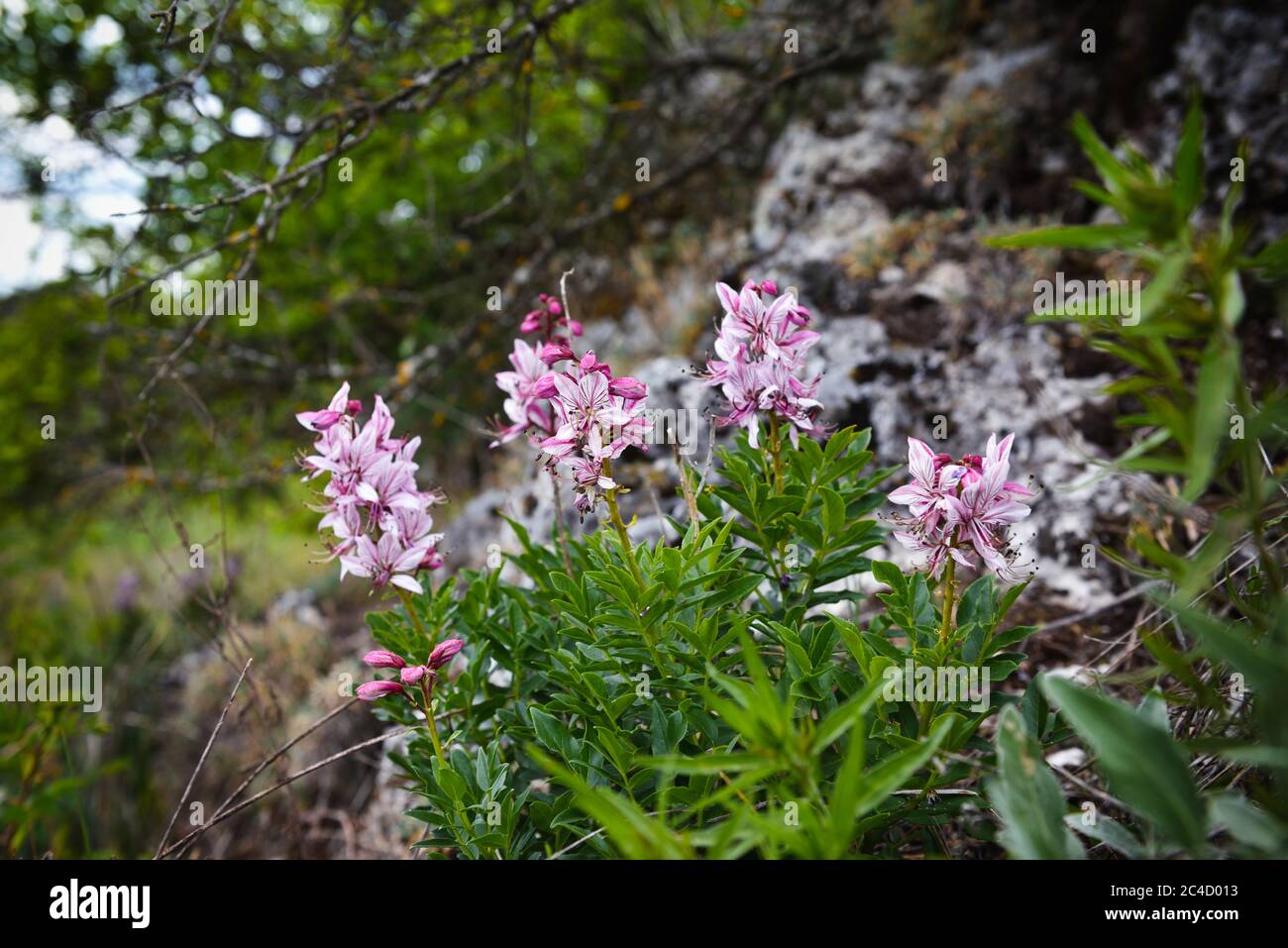Herb dittany hi-res stock photography and images - Alamy