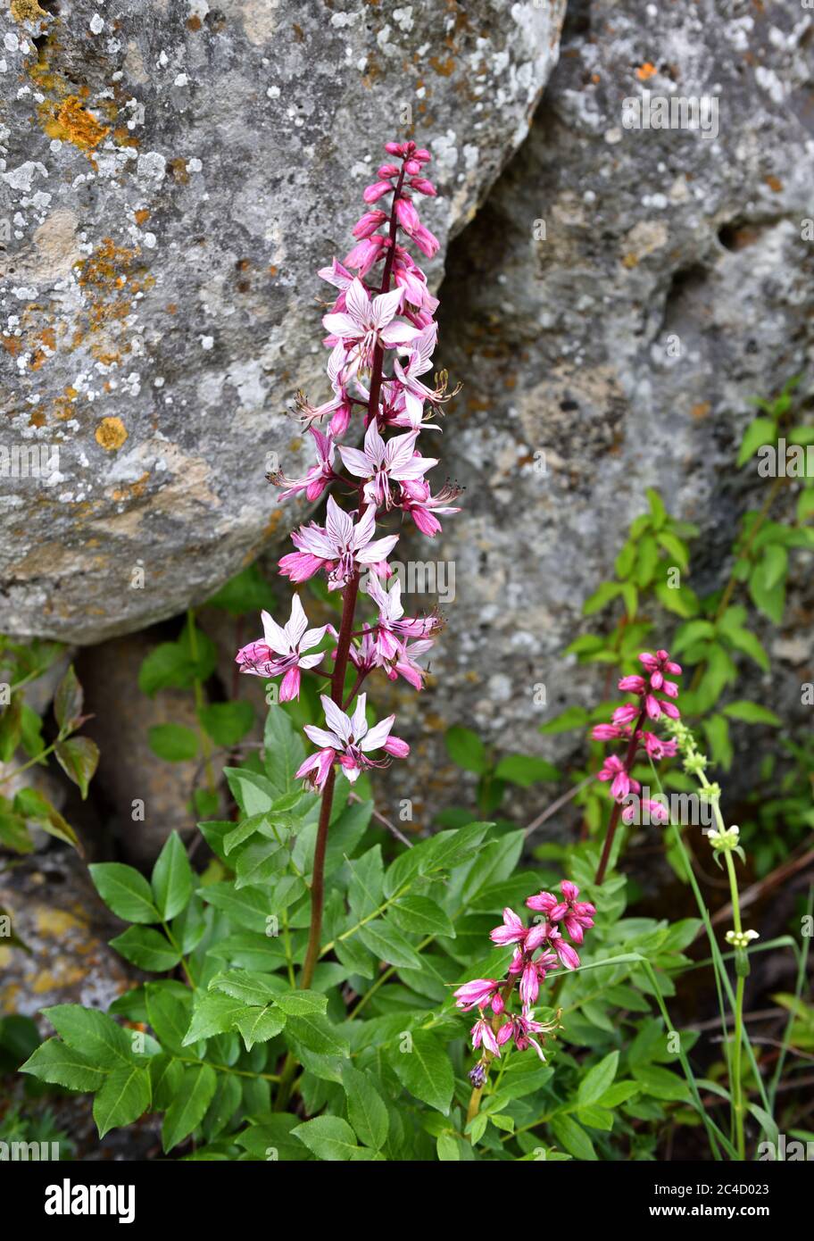 Pink flowers of wild plant Diptam (Dictamnus albus) or Burning Bush, or ...