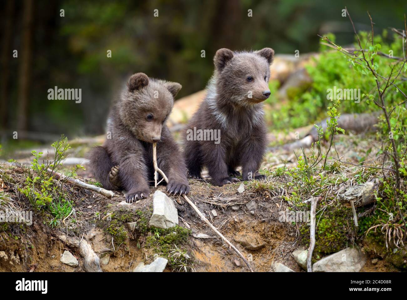 Two little brown bear cub are playing in summer forest Stock Photo - Alamy