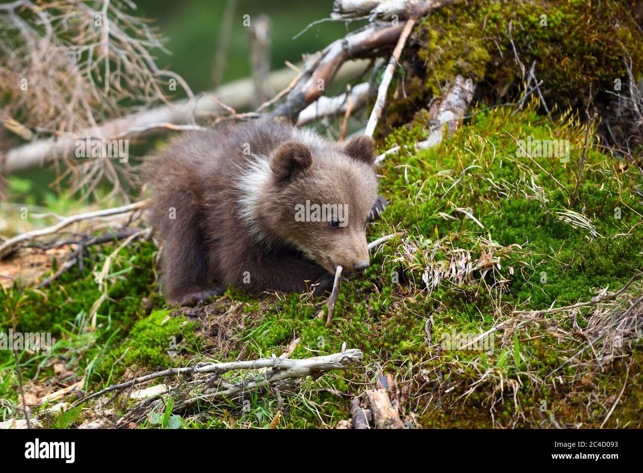 Cute little brown bear cub on the edge of the forest Stock Photo - Alamy