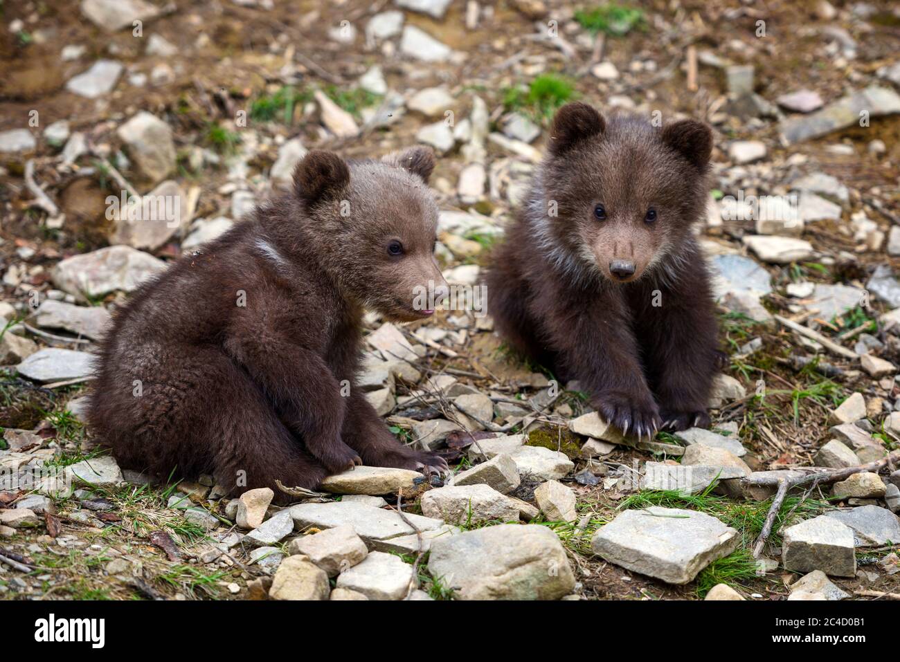 Two little brown bear cub on the edge of the forest Stock Photo - Alamy