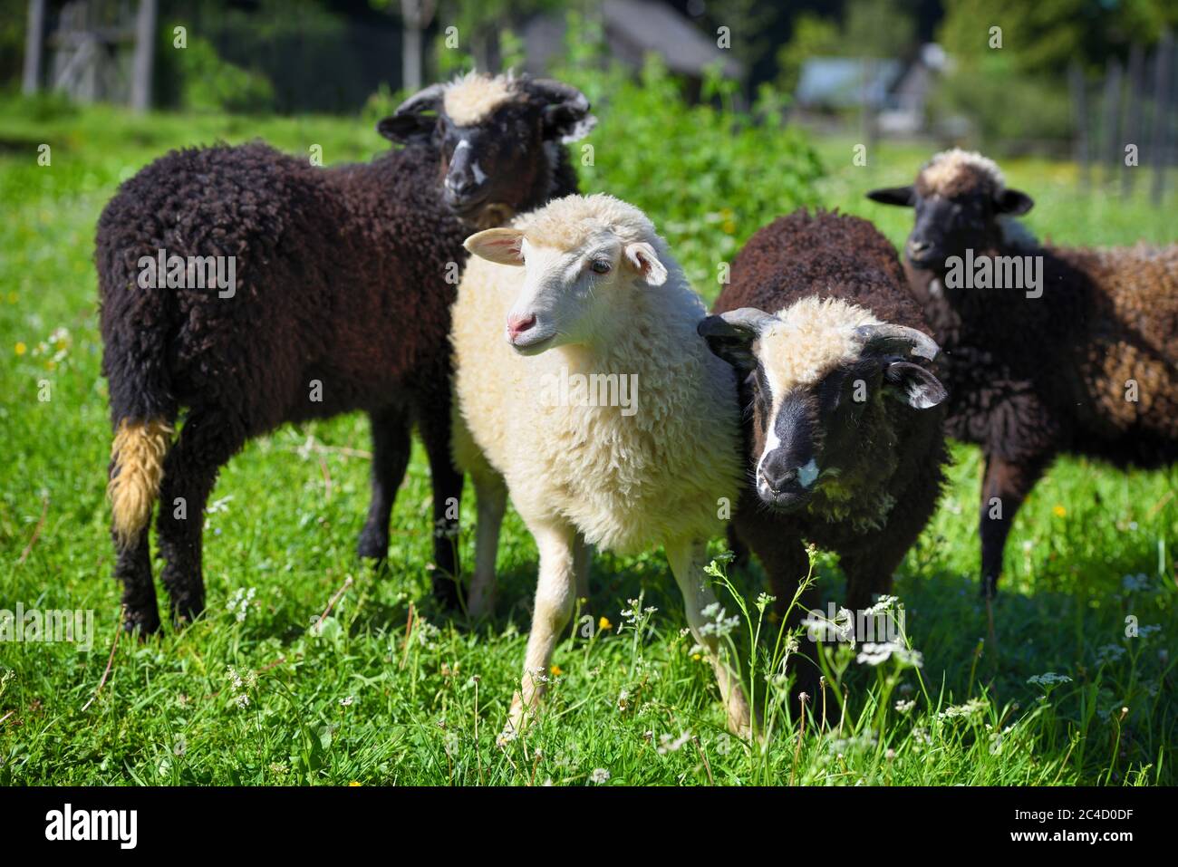 Sheep in nature on meadow. Farming outdoor Stock Photo - Alamy