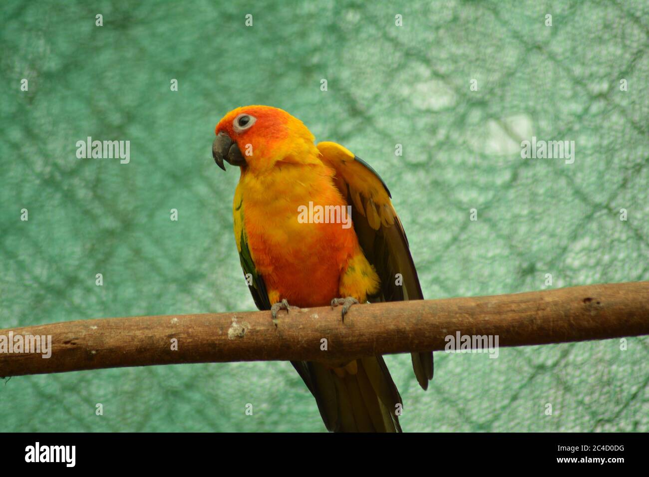 Parrot on the rod hi-res stock photography and images - Alamy