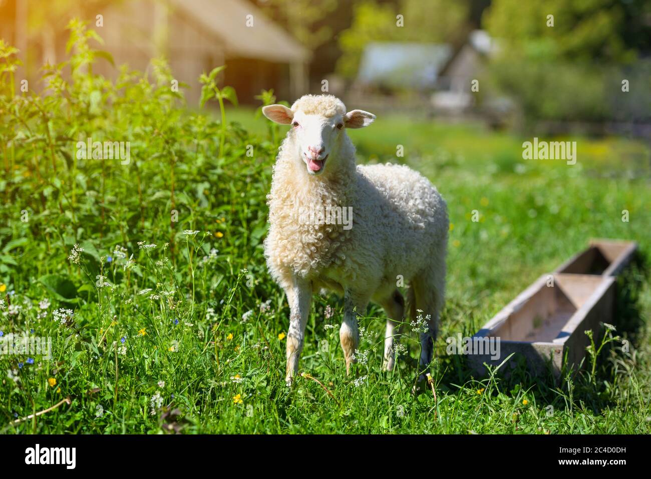 A sheep in nature on meadow. Farming outdoor Stock Photo - Alamy