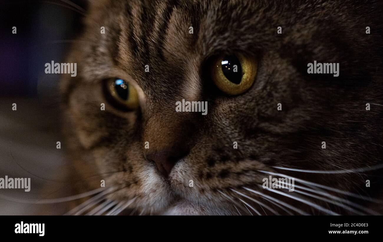 Young brown tabby british cat. Selective focus. Macro photo Stock Photo ...