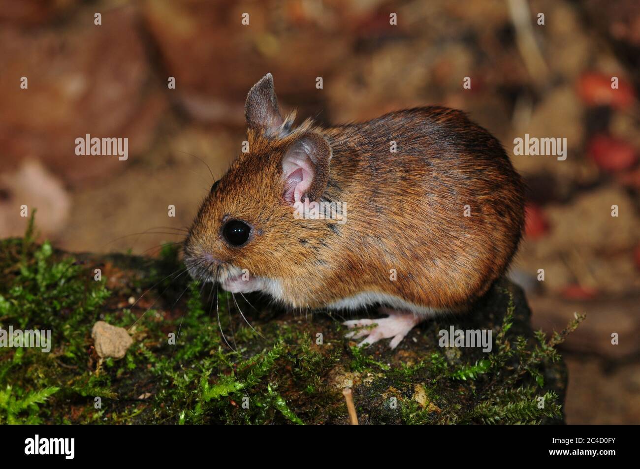 wood mouse apodemus sylvaticus Stock Photo - Alamy