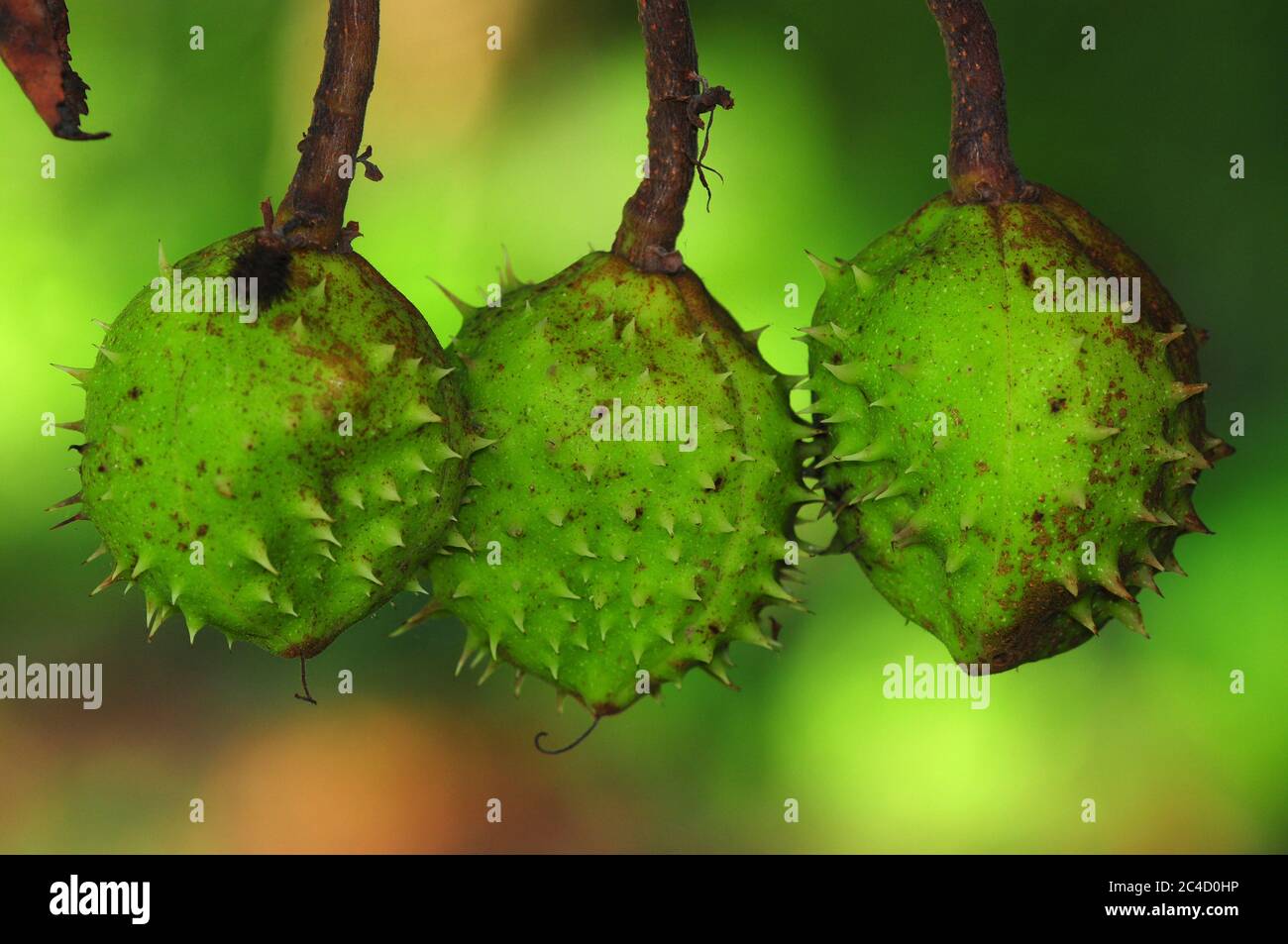 Ripening chestnuts hi-res stock photography and images - Alamy