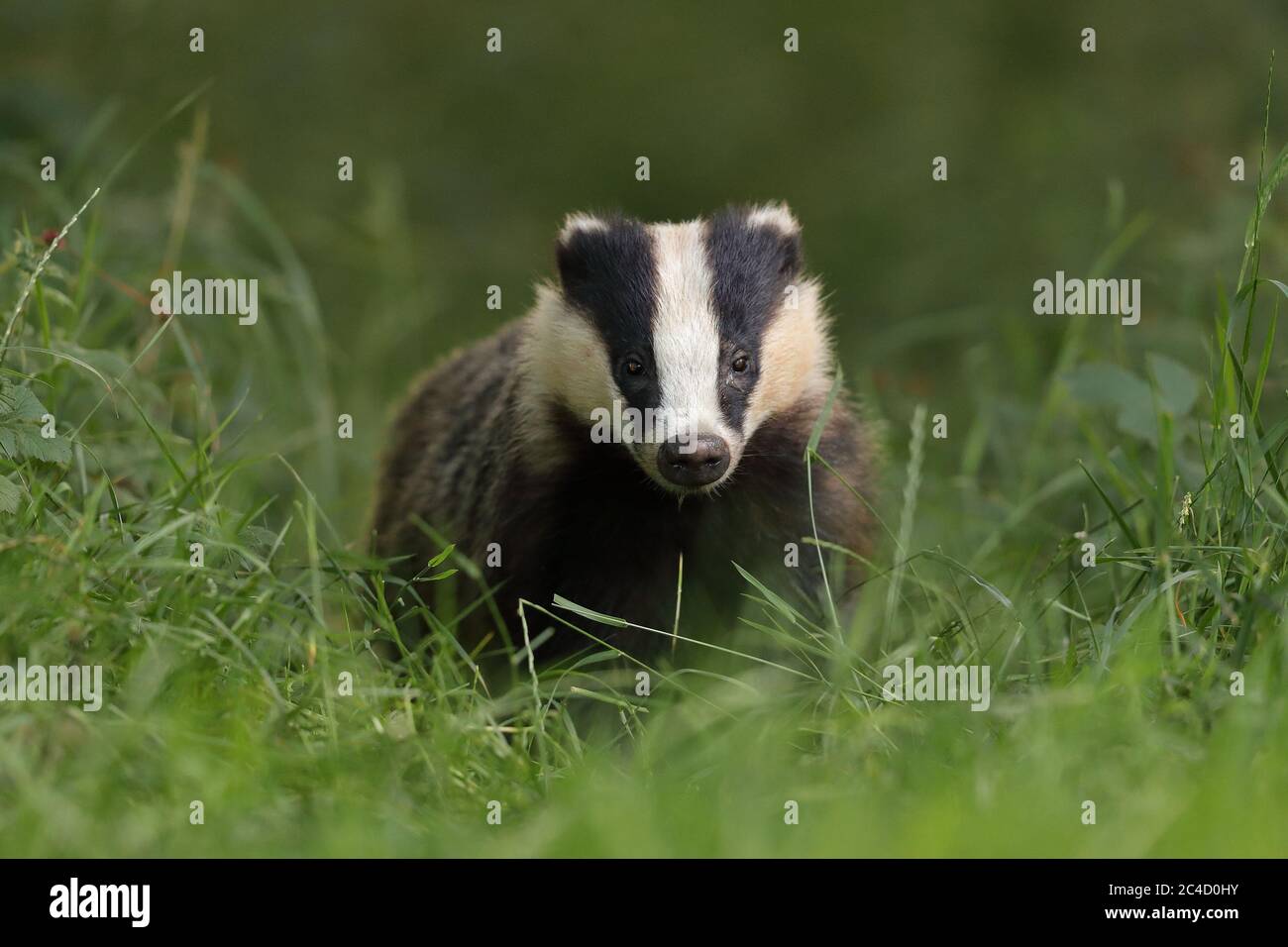The European badger also known as the Eurasian badger, is a badger ...