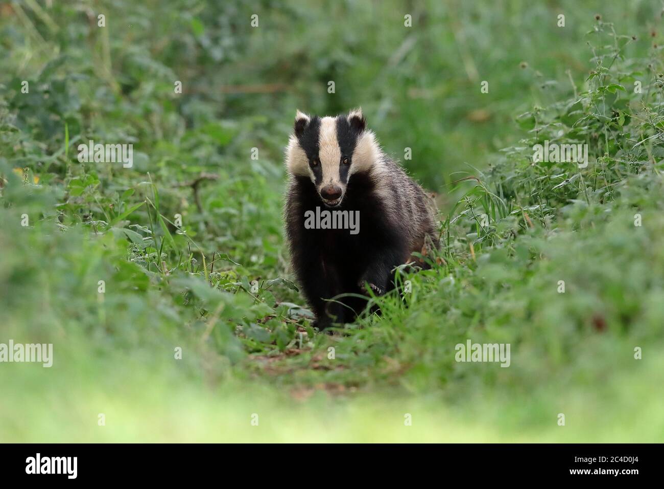 The European badger also known as the Eurasian badger, is a badger ...