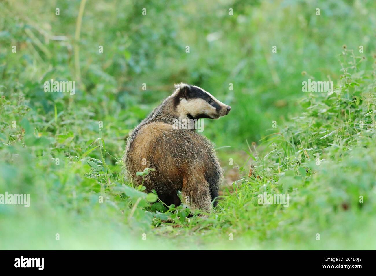 The European badger also known as the Eurasian badger, is a badger ...