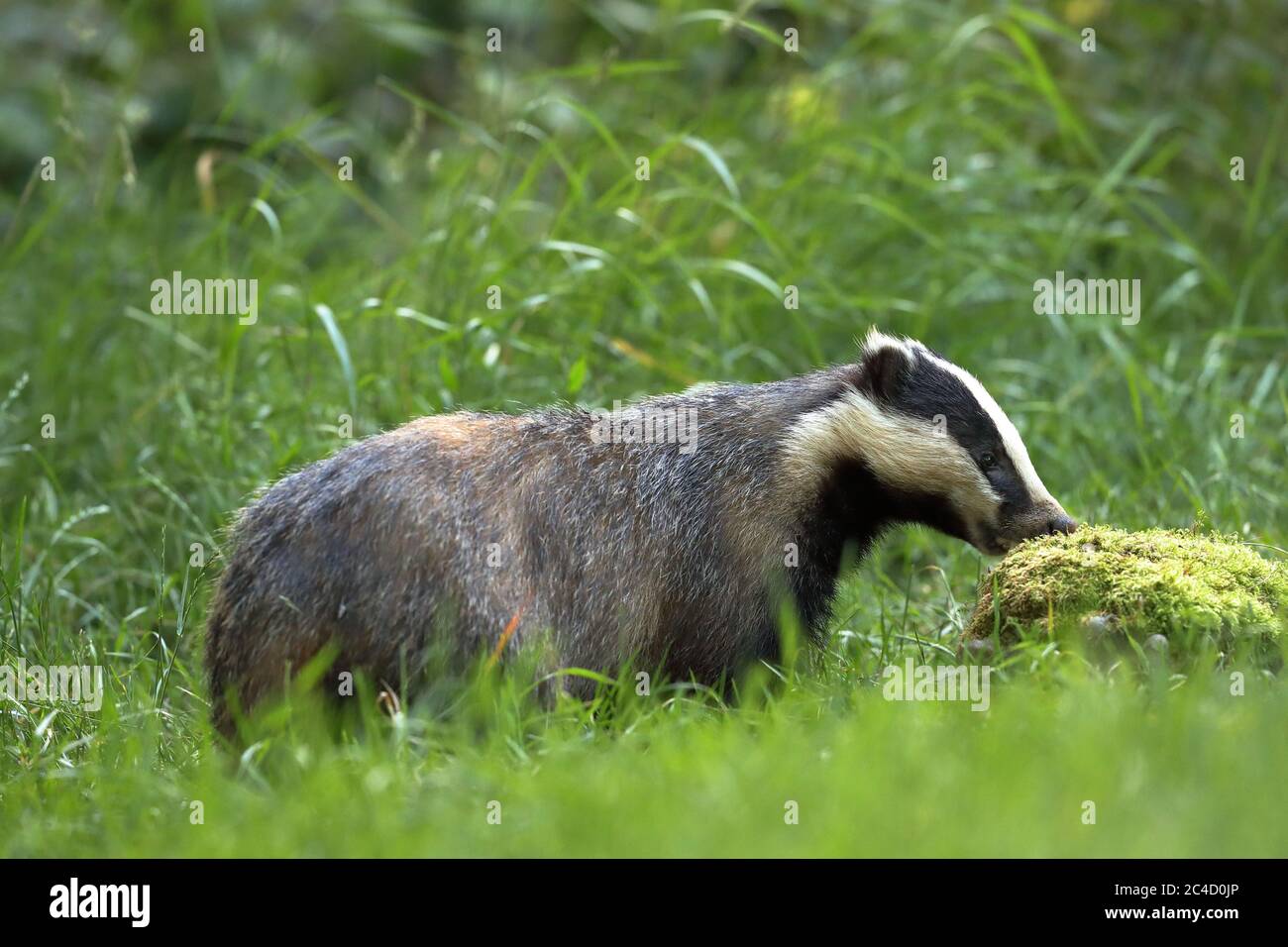 The European badger also known as the Eurasian badger, is a badger ...