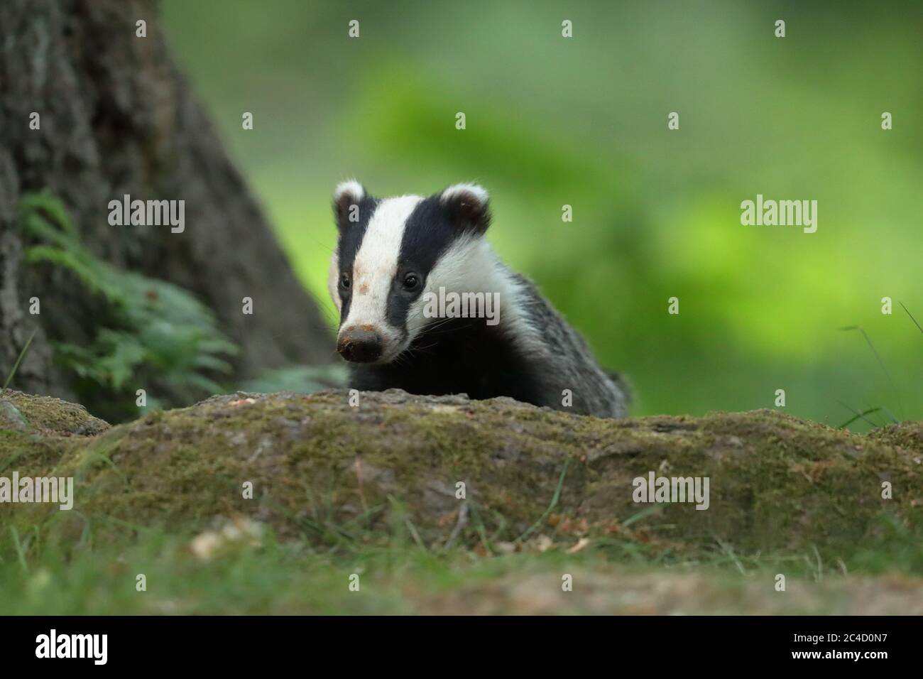 The European badger also known as the Eurasian badger, is a badger ...