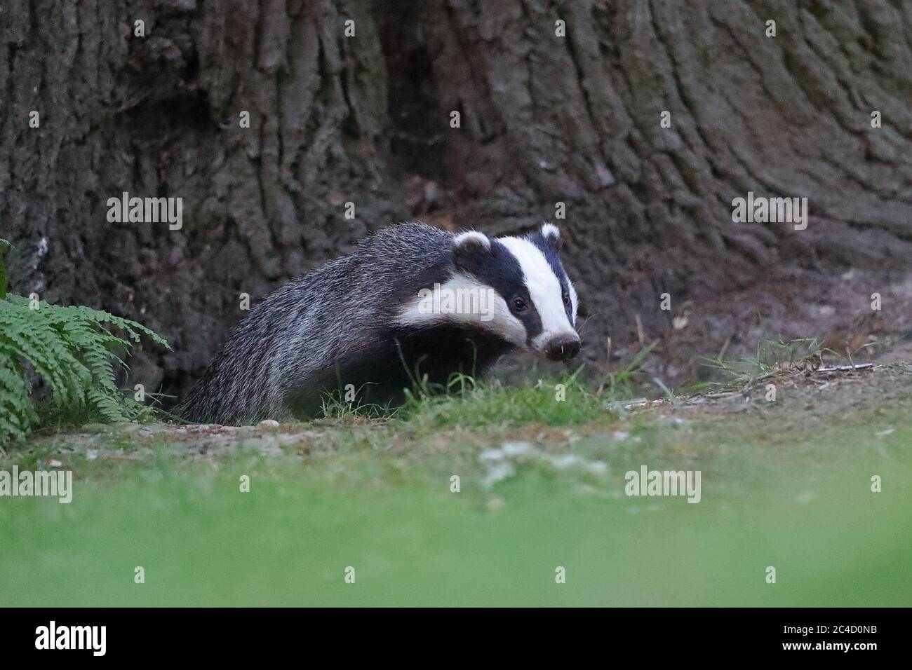 The European badger also known as the Eurasian badger, is a badger ...