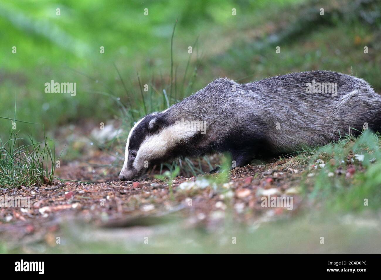 The European badger also known as the Eurasian badger, is a badger ...