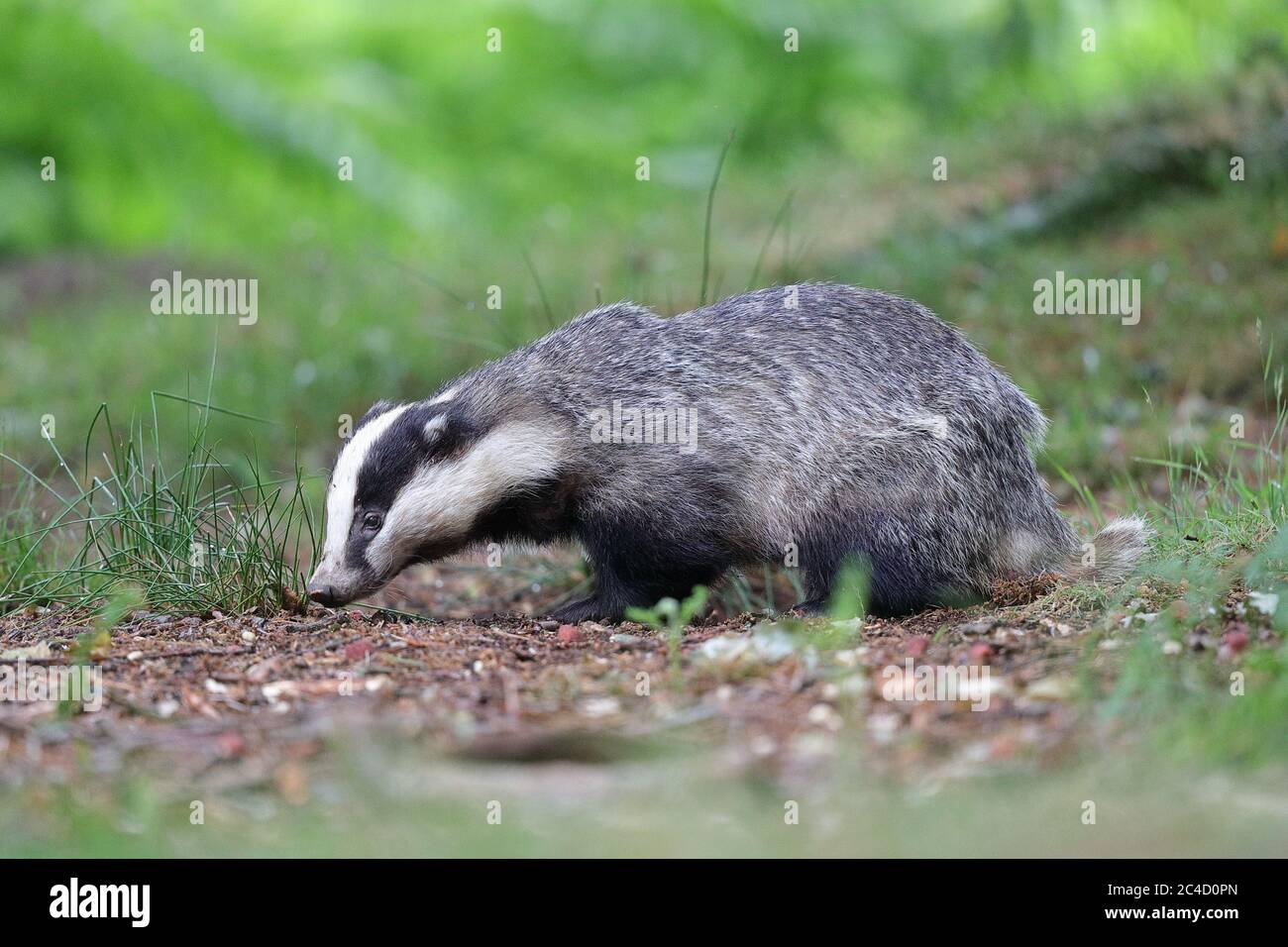 The European badger also known as the Eurasian badger, is a badger ...